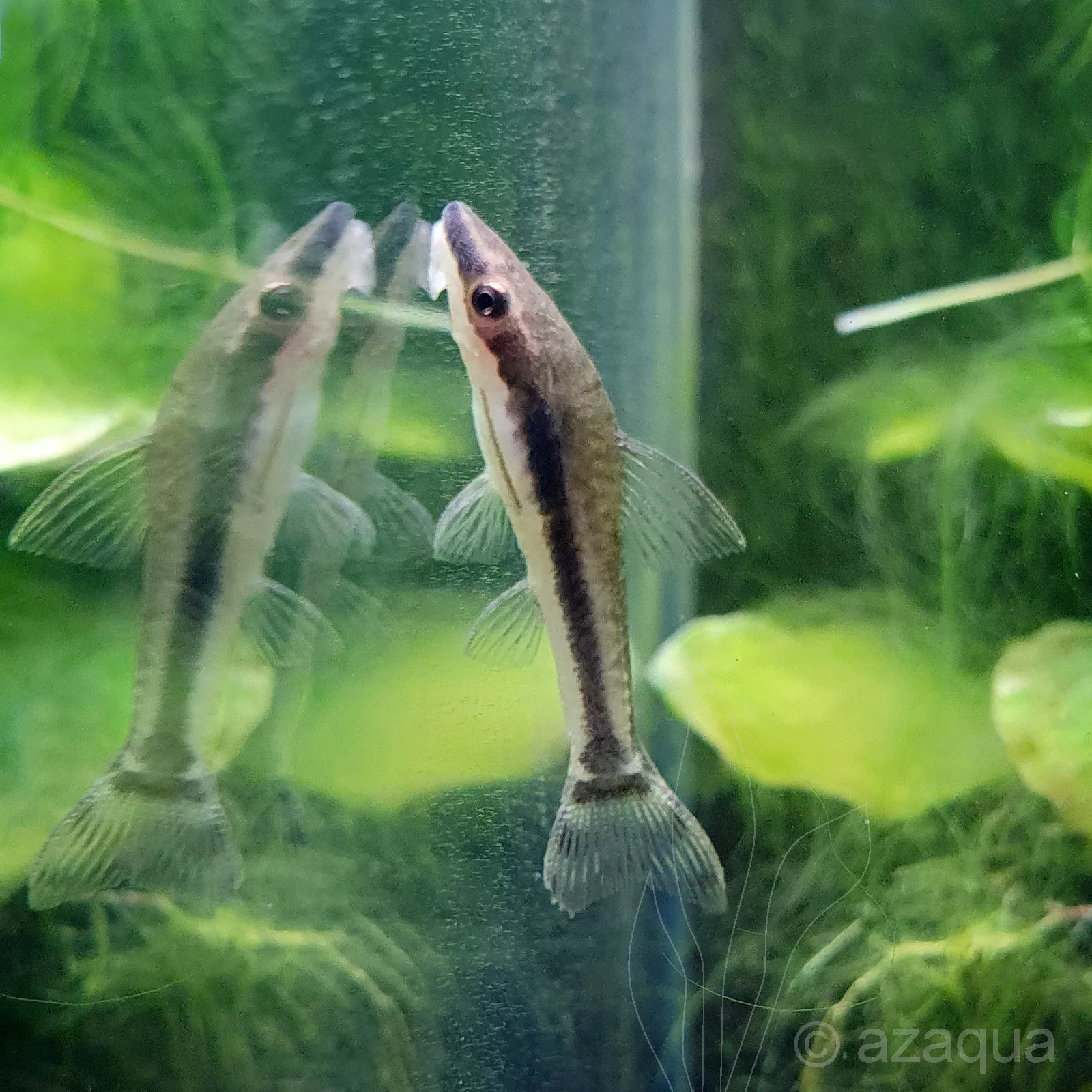 dwarf algae eater fish